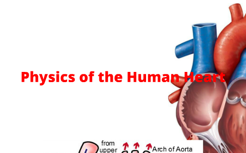 Physics of the Human Heart by Breanna Marshall on Prezi