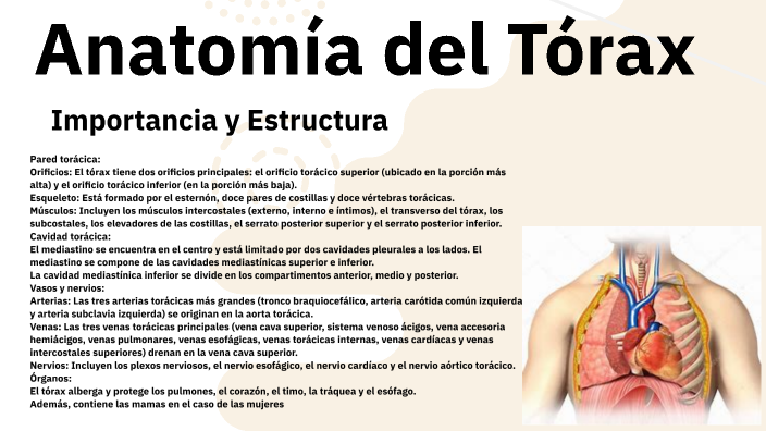 Anatomía del Tórax by Yeral Herrera on Prezi