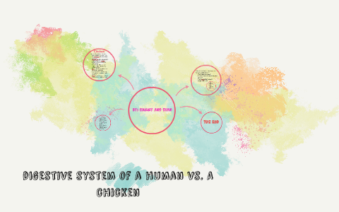 digestive system of a human vs. A chicken by Samantha Branson on Prezi