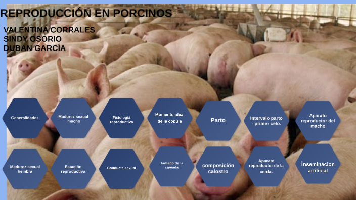 Reproducción en porcinos. by Valentina Corrales on Prezi