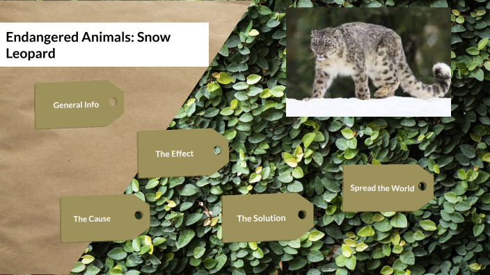 Endangered Species:Snow Leopard by Phillip Allen on Prezi