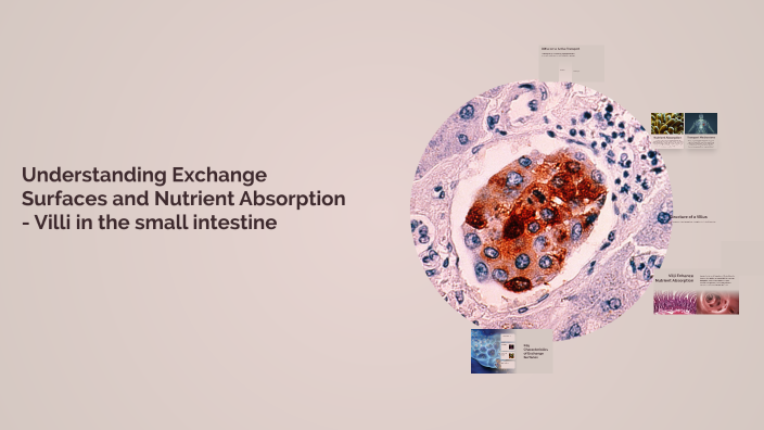Understanding Exchange Surfaces and Nutrient Absorption by Jennifer ...