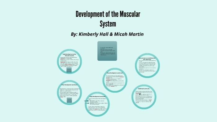 Development of the Muscular System by on Prezi