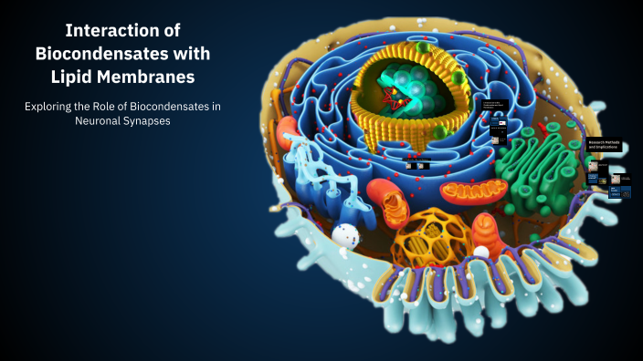 Interaction of Biocondensates with Lipid Membranes by Pridhi Balhara on ...