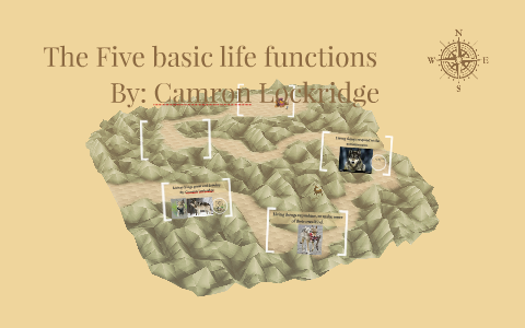 The Five basic life functions by REBECCA BAGGETT on Prezi