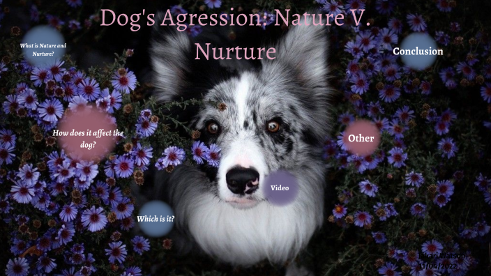 Dog's Aggression; Nature vs Nurture by Jakari Watson on Prezi