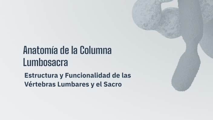 Anatomía de la Columna Lumbosacra by Emiliano Flores Vázquez on Prezi