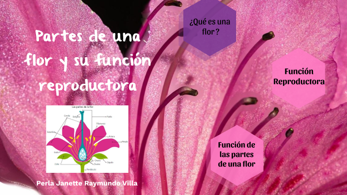 Partes de una flor y su función reproductora by Perla Janette Raymundo ...