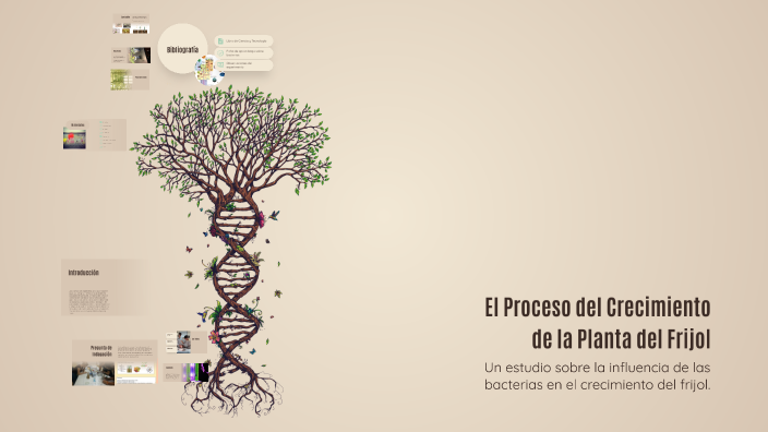 El Proceso del Crecimiento de la Planta del Frijol by Gianfranco Mayta ...