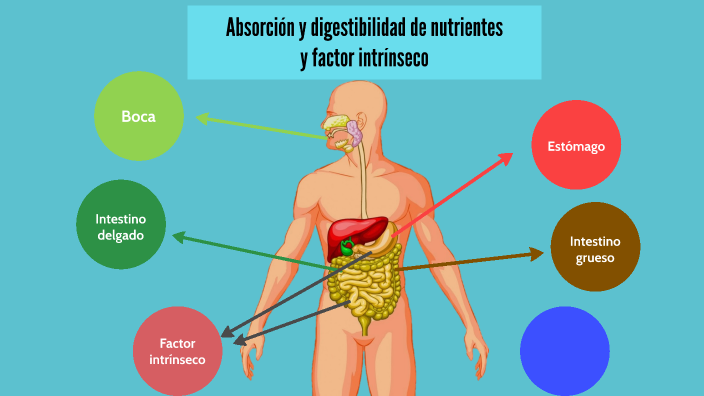 Absorción y digestibilidad de nutrientes by Millaray Cortez Valdés on Prezi