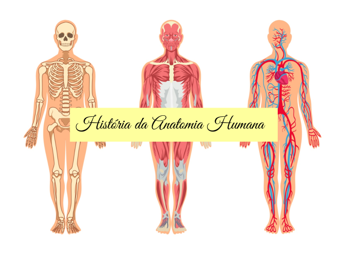 Anatomy By Géssica Mabilia On Prezi