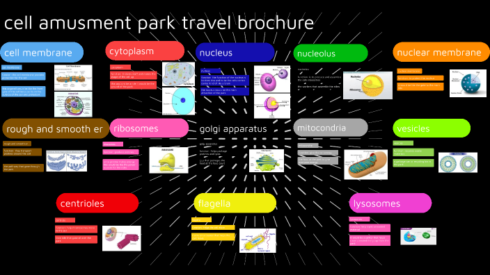 cell travel brochure by Jordyn Evans on Prezi