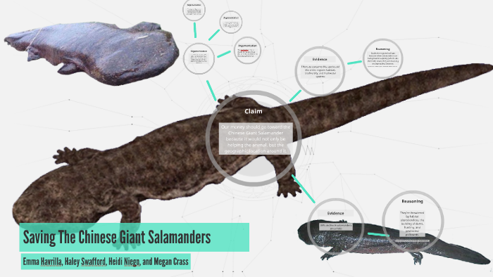 Saving The Giant Salamanders by Emma Havrilla