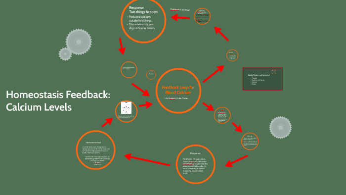 Homeostasis Feedback: Calcium Levels by Lily Pontes on Prezi