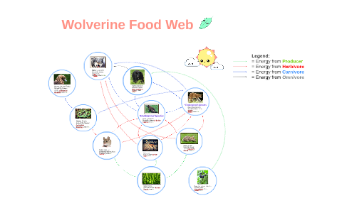 Wolverine Food Web by Steven Duong on Prezi