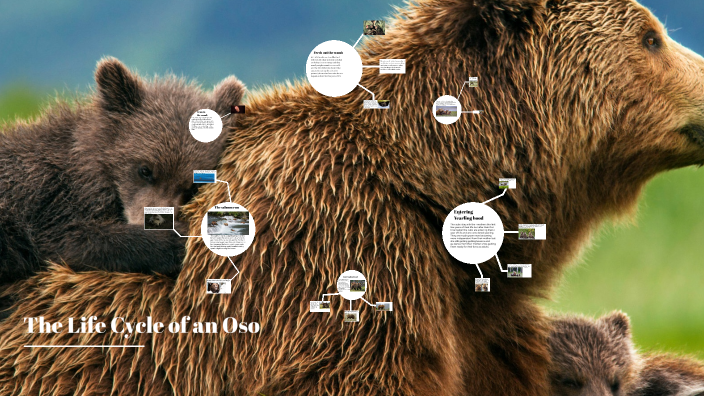 life cycle of a bear by jesus luis on Prezi