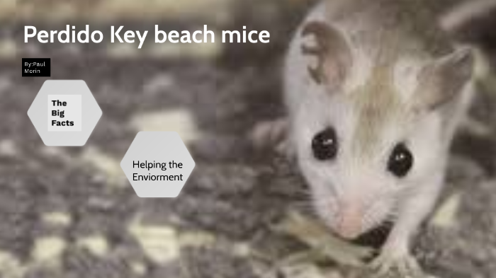 Perdido Key beach mice by Paul Morin on Prezi