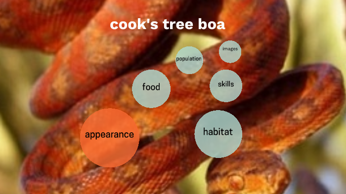 cook's tree boa by Laia conti 23 on Prezi