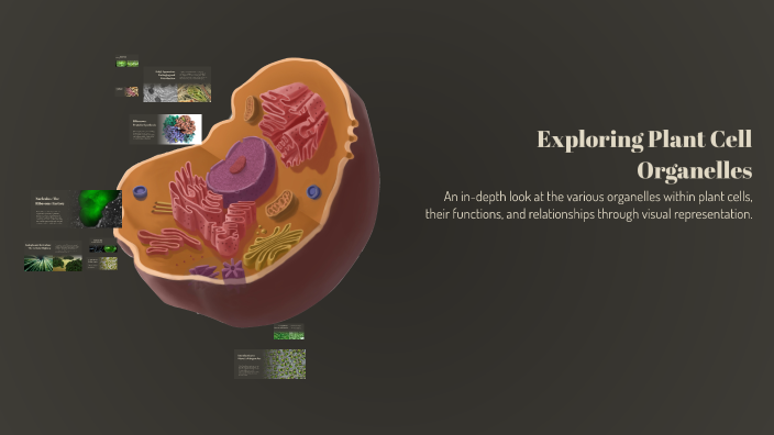 Exploring Plant Cell Organelles by aaliyah johnson on Prezi