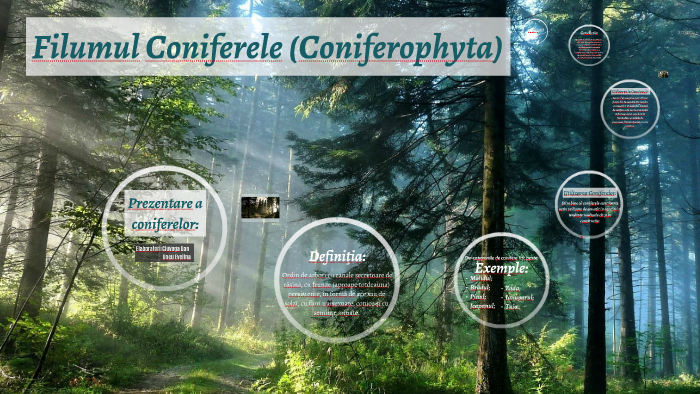 Coniferele! by Dan Ciuvaga on Prezi