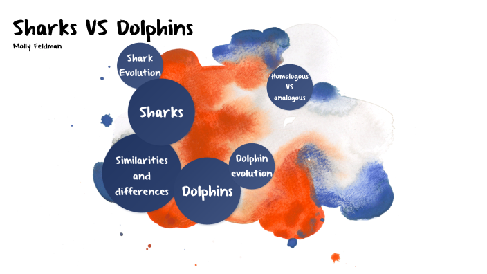 Sharks vs Dolphins by molly-feldman 15502 on Prezi