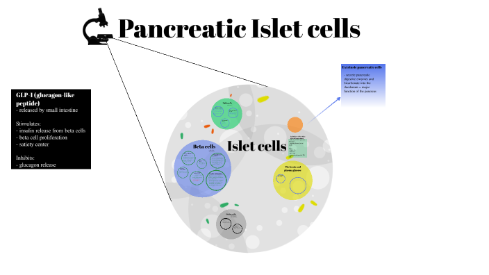 Islet Cell Types by Janessa Sawatzky on Prezi