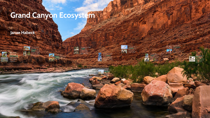 Grand Canyon Ecosystem by Janae Habeck on Prezi