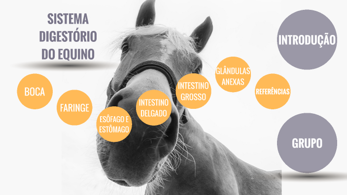 Sistema Digestório dos Equinos by João on Prezi