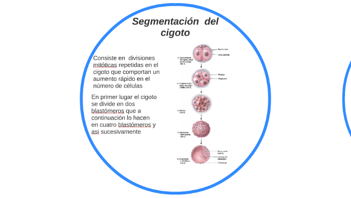 Segmentacion del cigoto by Renato Calvopiña on Prezi