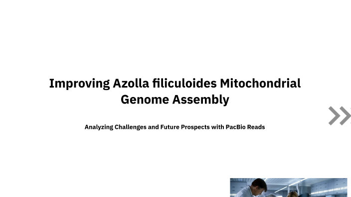 Improving Azolla filiculoides Mitochondrial Genome Assembly by Lorenzo ...