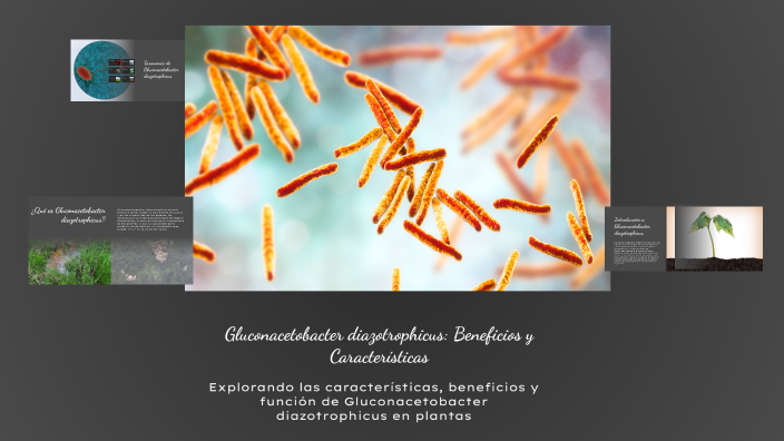 Gluconacetobacter diazotrophicus: Beneficios y Características by ...