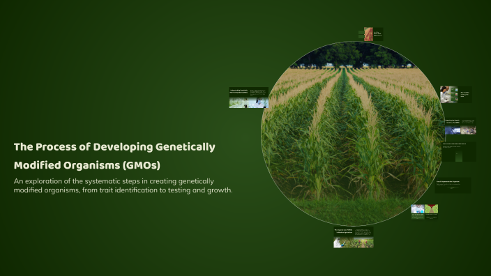 The Process of Developing Genetically Modified Organisms (GMOs) by ...