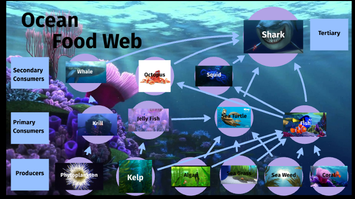 Ocean Food Web by Ryan Vos on Prezi