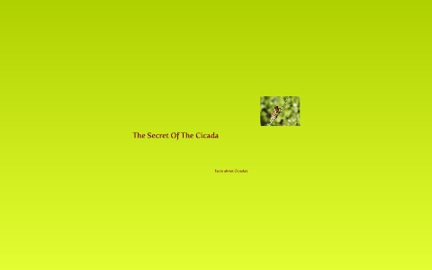 cicada summer by Zechariah Dapaah on Prezi