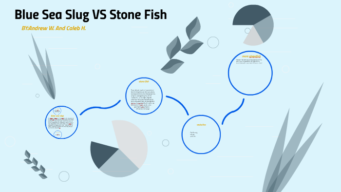 Blue Sea Slug VS Stone Fish by amanda camacho on Prezi