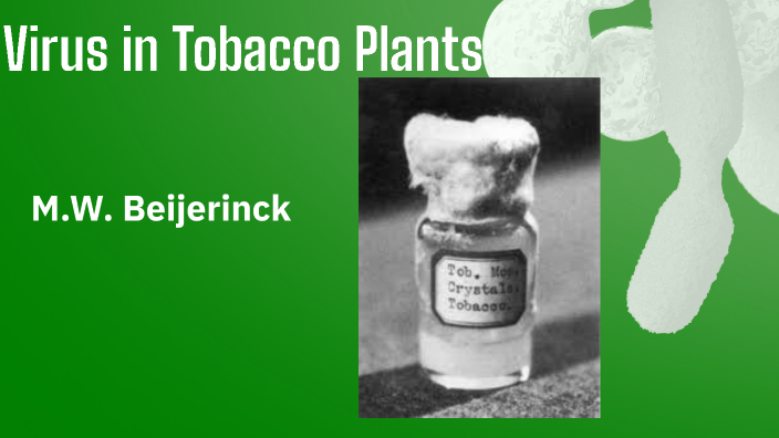 Virus in Tobacco Plants by Celine Elsa Sabu on Prezi