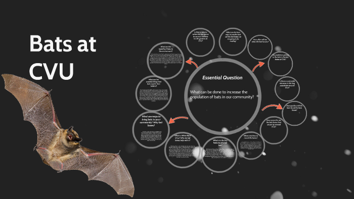 What can be done to increase the population of bats in our c by Sam ...