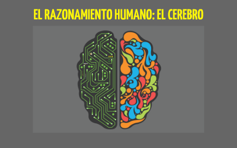 Razonamiento Humano: El cerebro by pipo arevalo on Prezi