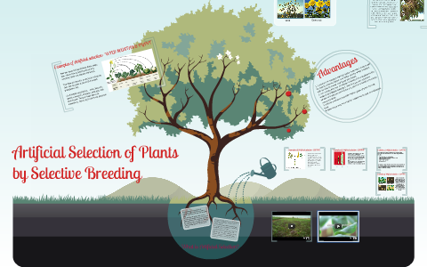 Artificial Selection of Plants by selective breeding by Amelia LJY on Prezi