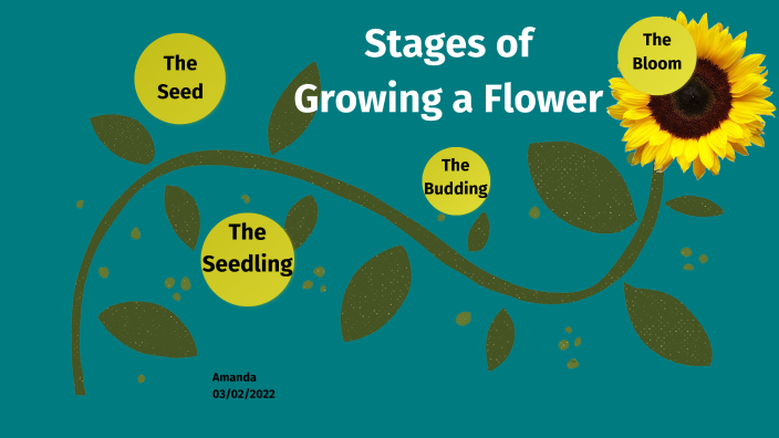 Planting A Flower by Amanda Keats on Prezi