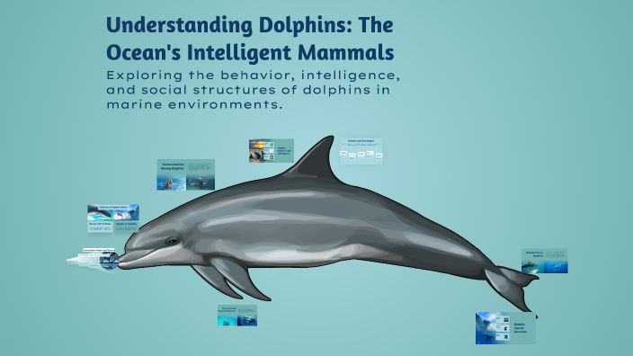 Understanding Dolphins: The Ocean's Intelligent Mammals by Mary Ama on ...