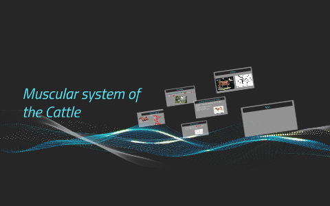 Muscular system of the cattle by on Prezi