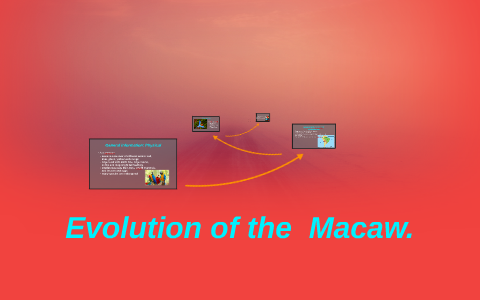 Evolution of the Macaw. by Carmen Winters on Prezi