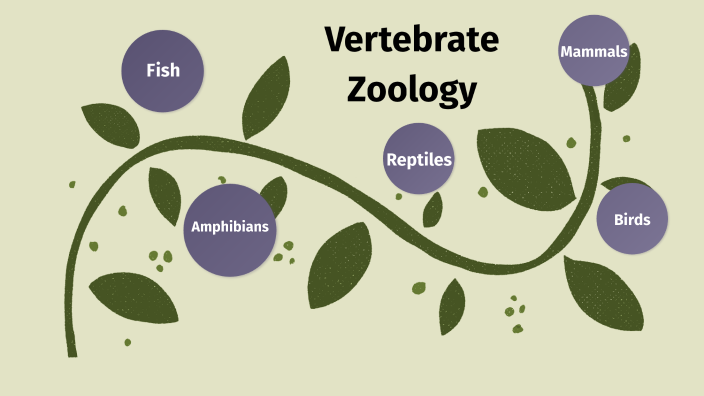 Vertebrate Zoology by Karoline Smith on Prezi