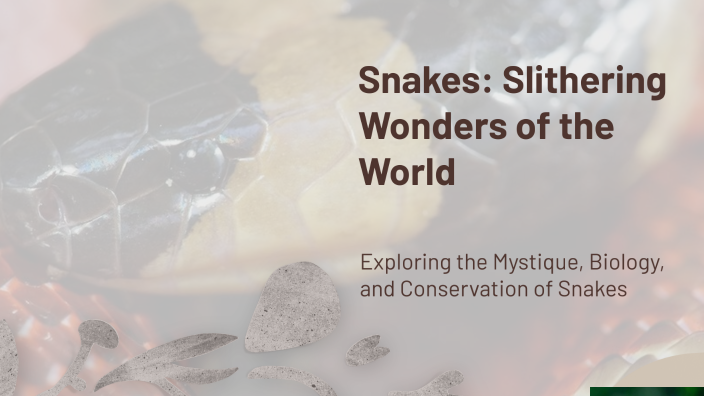 Snakes: Slithering Wonders of the World by Barnali Mahanta on Prezi