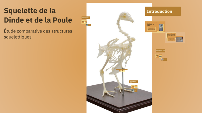 Squelette de la Dinde et de la Poule by Azamat Tiemtore on Prezi