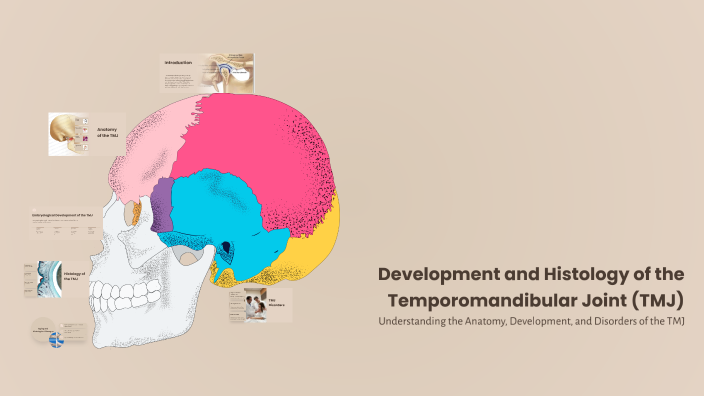 Development and Histology of the Temporomandibular Joint (TMJ) by احمد ...