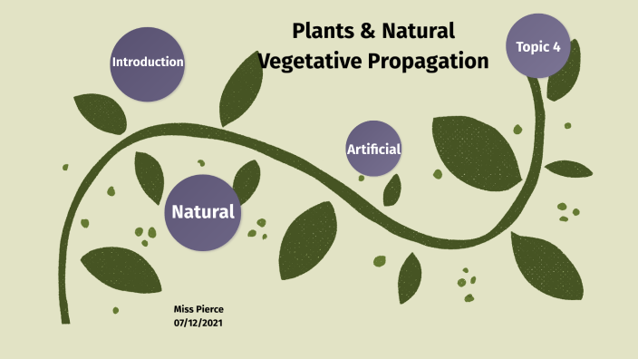 Plants & Natural Vegetative Propagation by Ellie Pierce on Prezi
