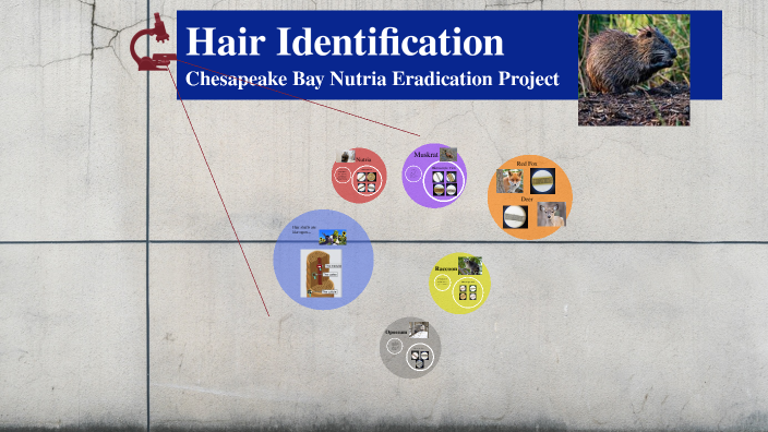 Mystery Visitor by Lisa Buhr on Prezi