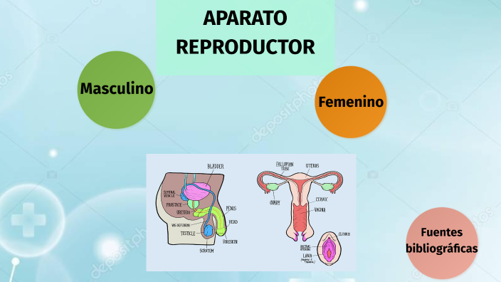 Aparato Reproductor by Sofia Ruiz Chavez on Prezi